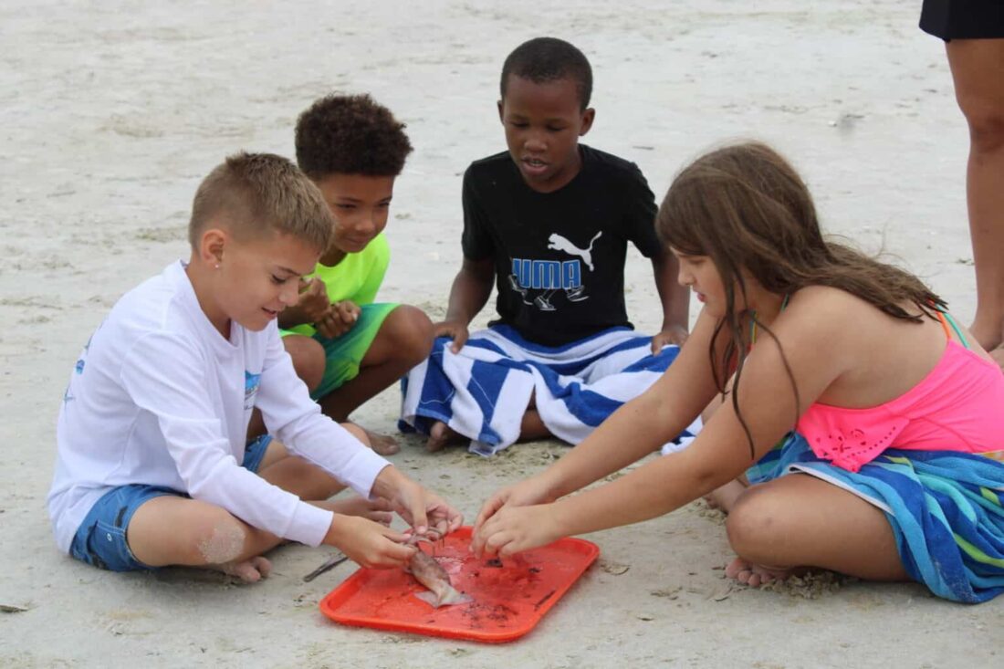 Sanibel Sea School provides outreach update - SANIBEL-CAPTIVA - Island ...